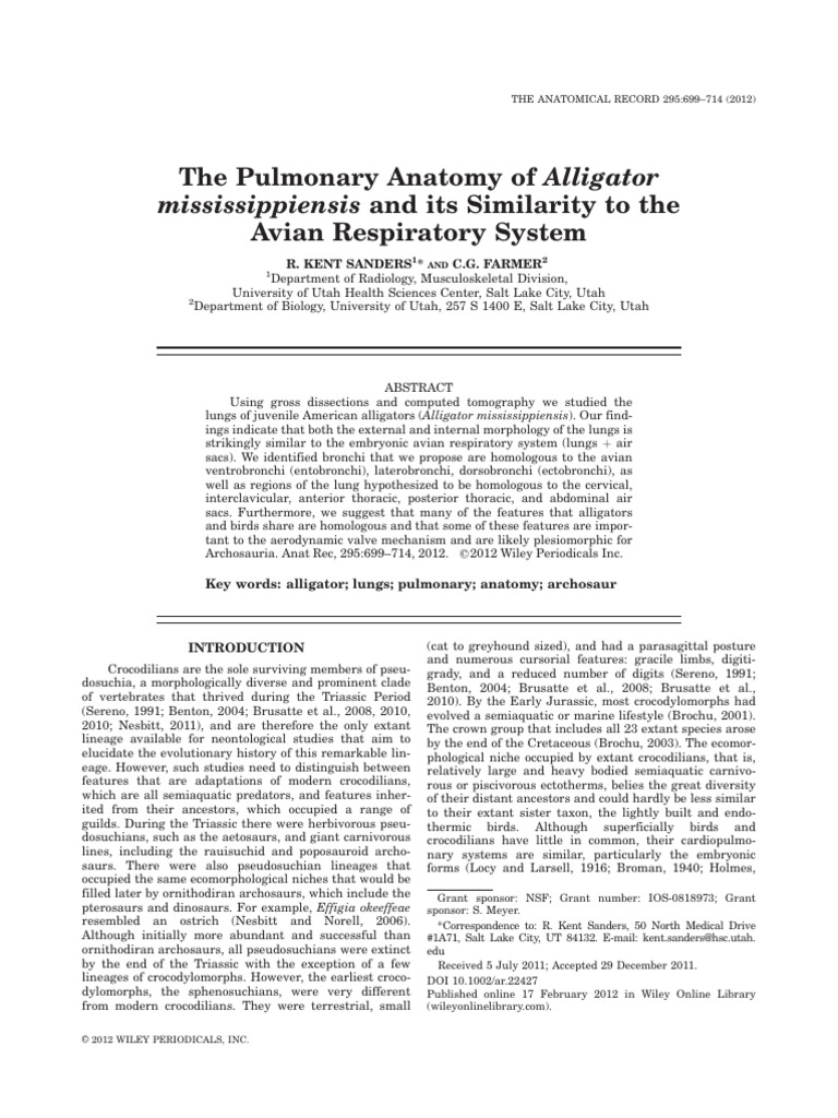 The Pulmonary Anatomy of Alligator Mississippiensis and Its Similarity ...