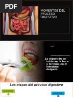 Digestión: Bolo, Quimo y Quilo | PDF | Digestión | Tracto gastrointestinal