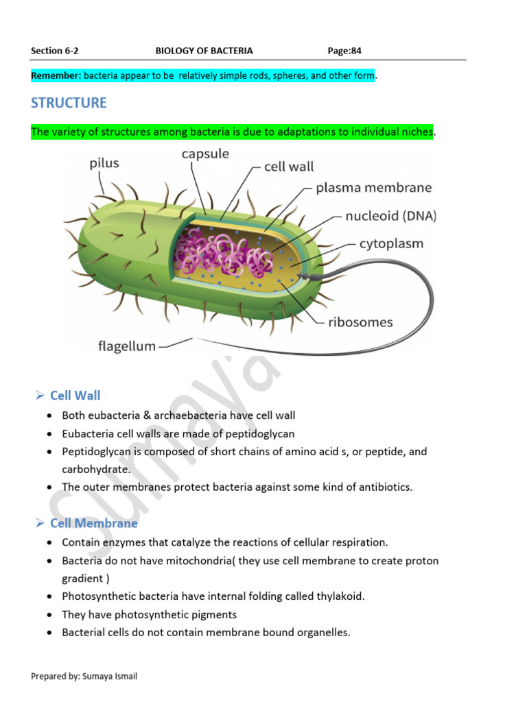 6 2 Biology Of Bacteria Pdf Bacteria Cell Biology