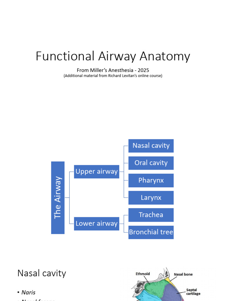 Functional Airway Anatomy | PDF | Larynx | Respiratory Tract