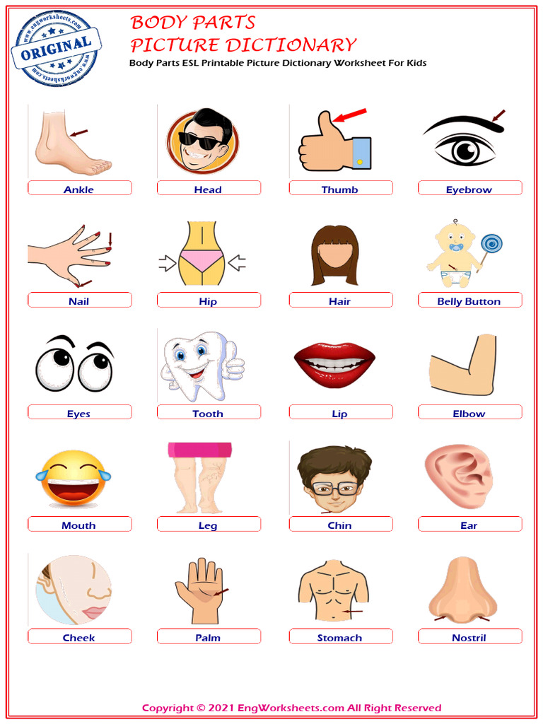 Body Parts Esl Printable Picture Dictionary Worksheet For Kids 4676 | PDF