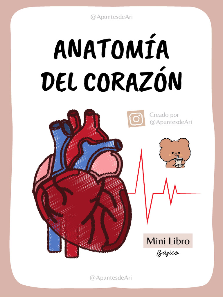 Partes del corazón para niños | PDF | Corazón | Sistema circulatorio