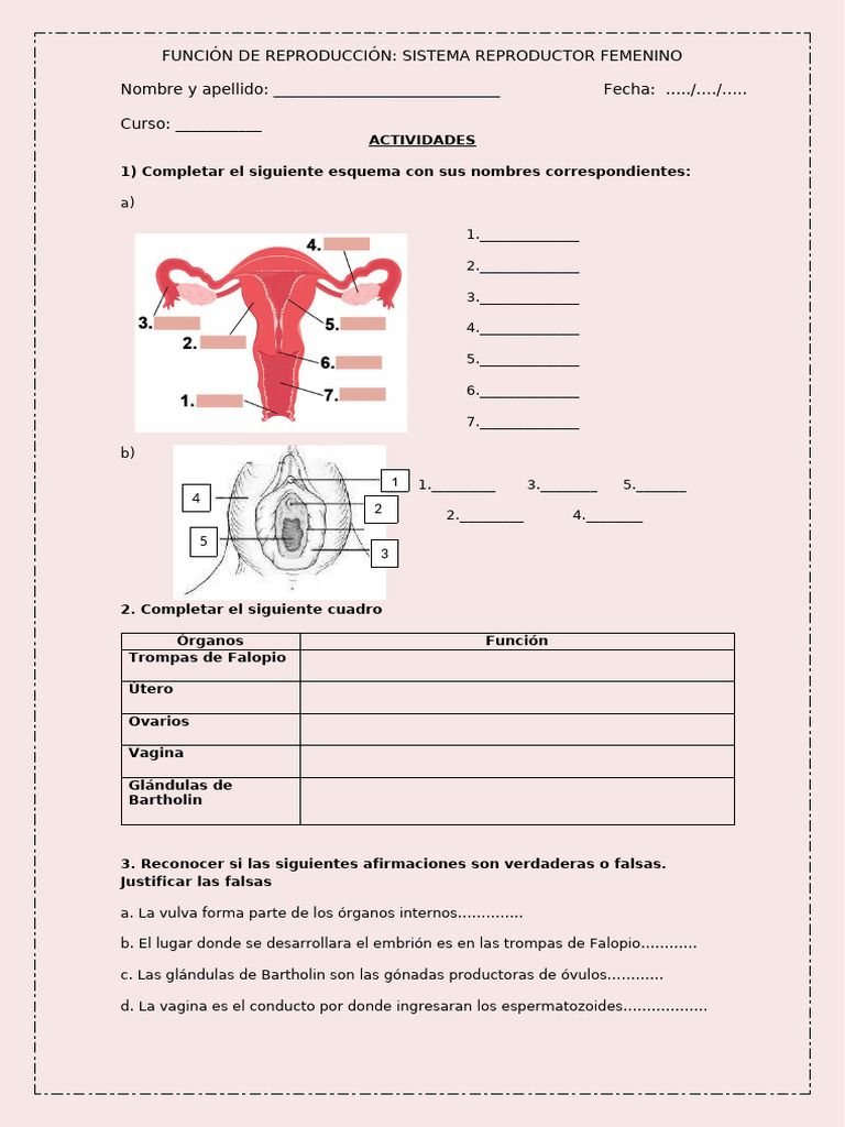 Actividades Sistema Reproductor Femenino CPA | PDF | Sistema reproductivo | Ciclo menstrual