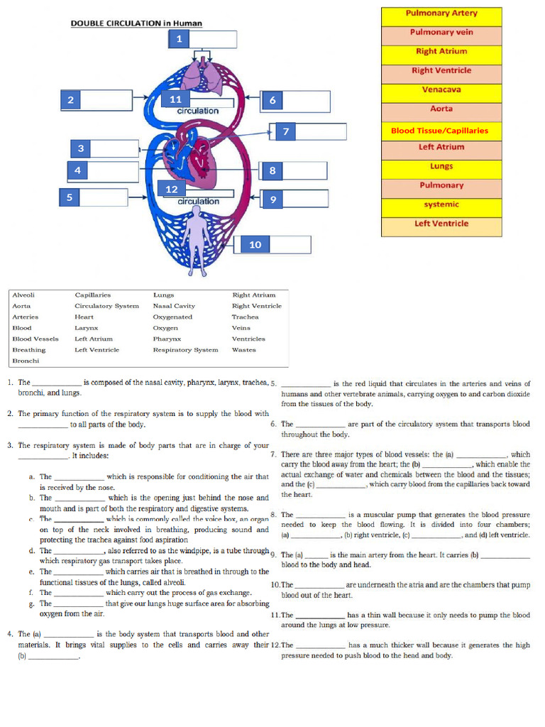 Science 9 Activity Sheet Circulatory | PDF