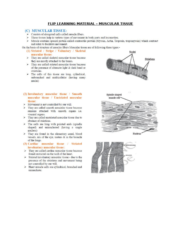 Muscular Tissue-Flip Learning Material | PDF