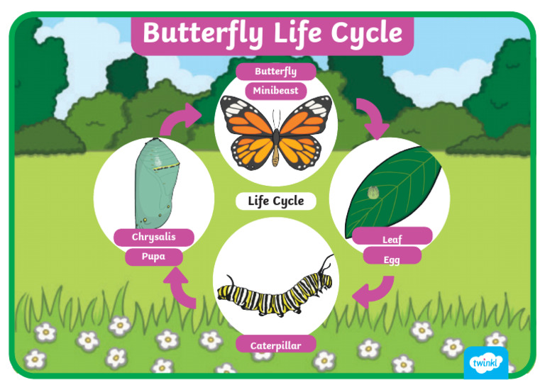 T T 018p Butterfly Life Cycle Word Mat Minibeasts Editable Ver 1 | PDF