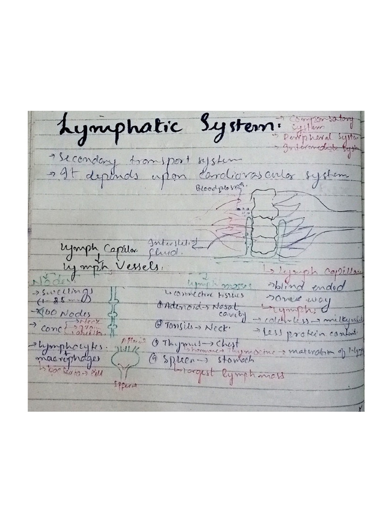 Lymphatic System | PDF