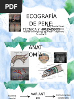 Grados de Varicocele: Clasificación y Evaluación | PDF | Sistema ...