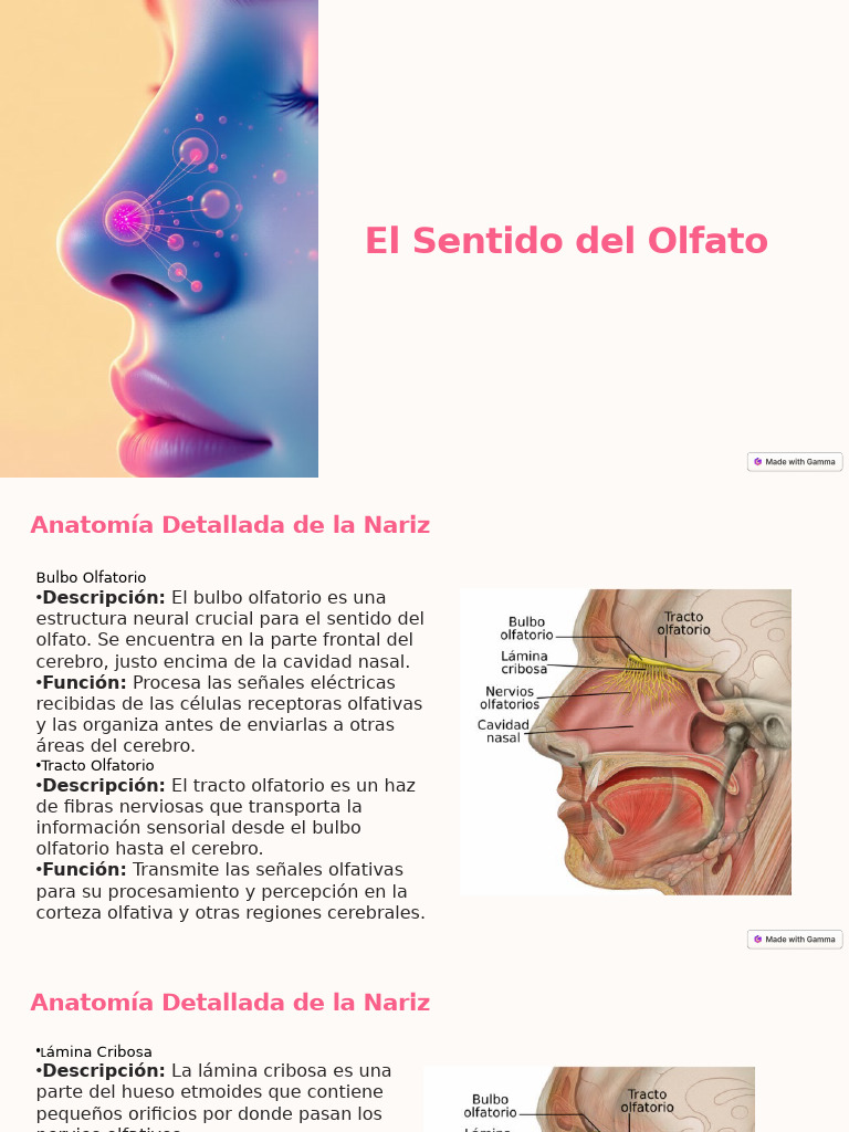 El Sentido Del Olfato | PDF | Sistema olfativo | Nariz humana