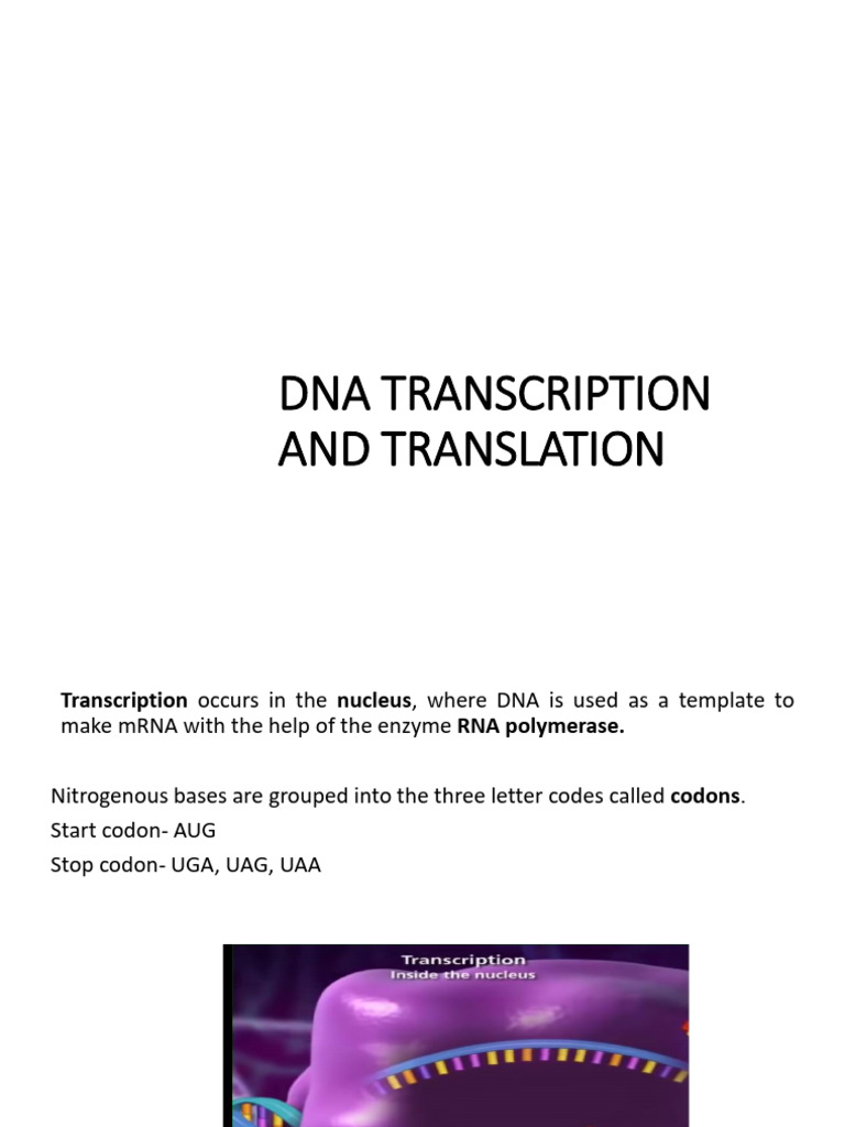 3 Dna Transcription and Translation Lecture | PDF | Translation ...