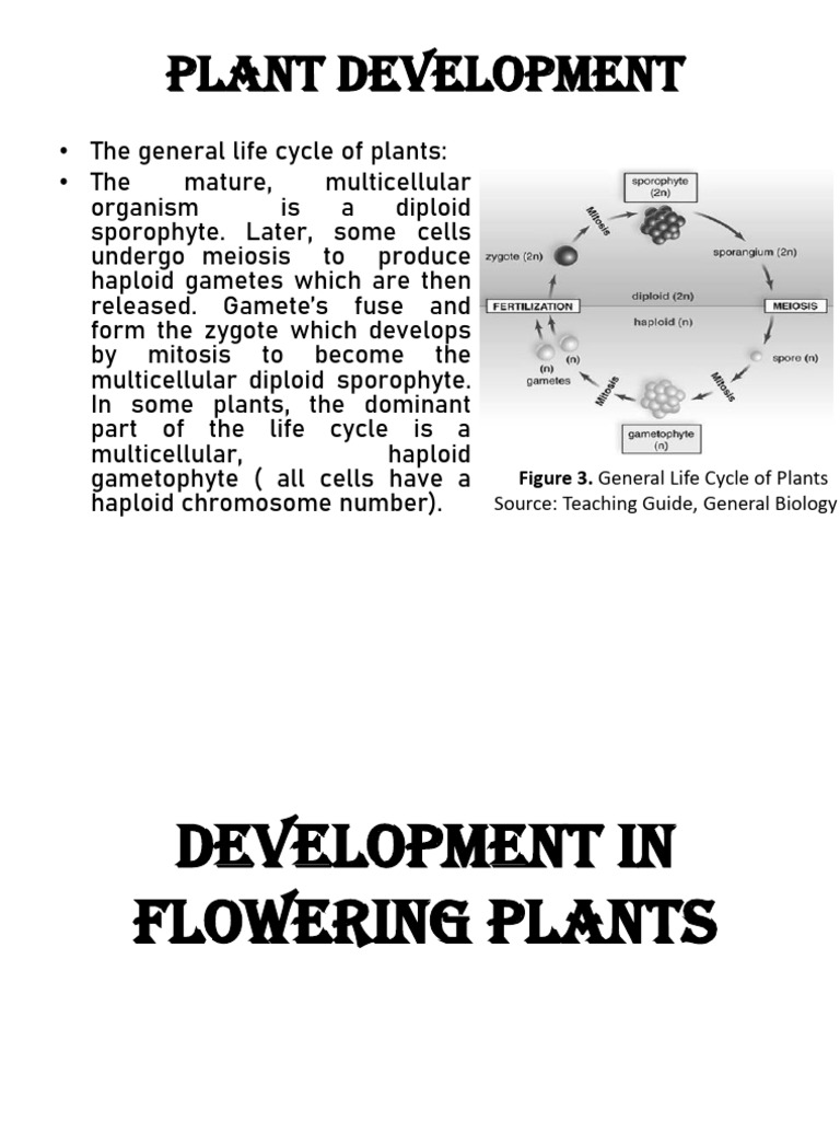 3 Plant Development Lecture | PDF | Seed | Plant Morphology
