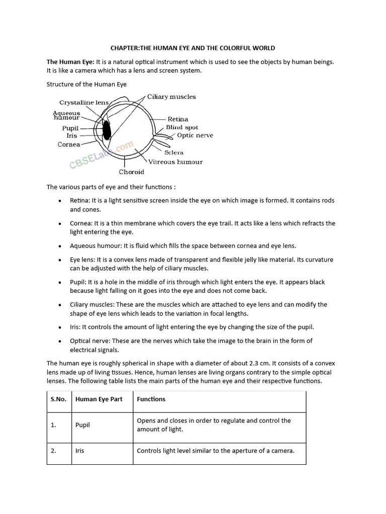 Notes HumanEyeAndColorfulWorld | PDF | Sunset | Eye