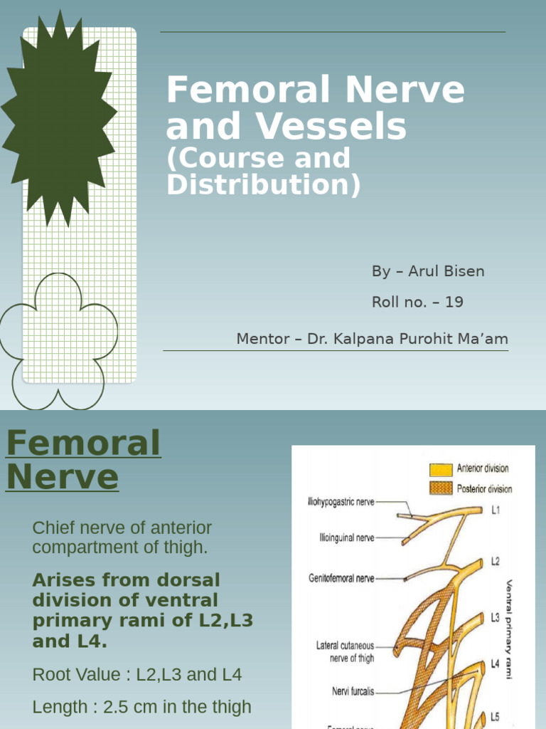 Femoral Nerve and Vessel Anatomy | PDF | Vein | Human Anatomy
