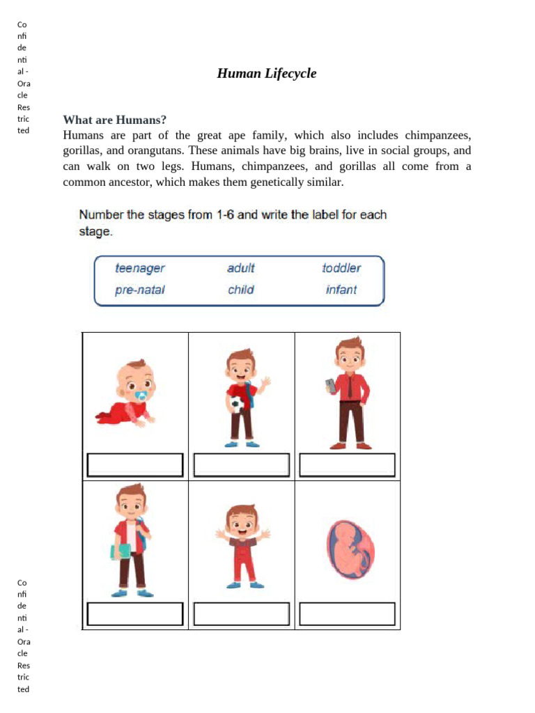 Stages of the Human Lifecycle | PDF