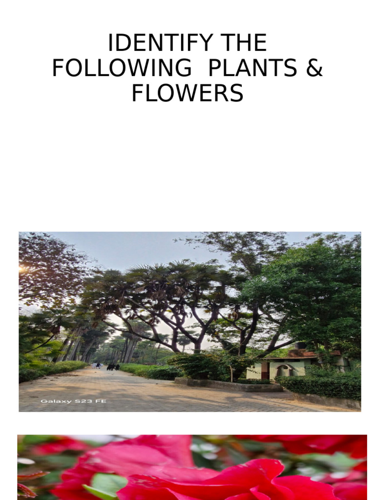 Identify The Following Plants & Flowers | PDF
