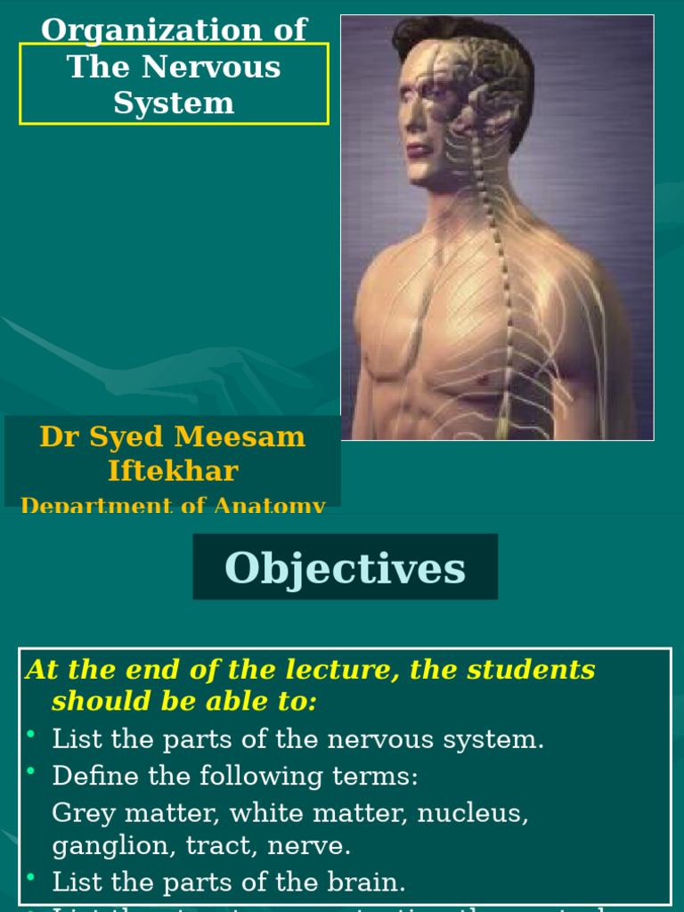 Introduction To Nervous System | PDF | Nervous System | Central Nervous ...