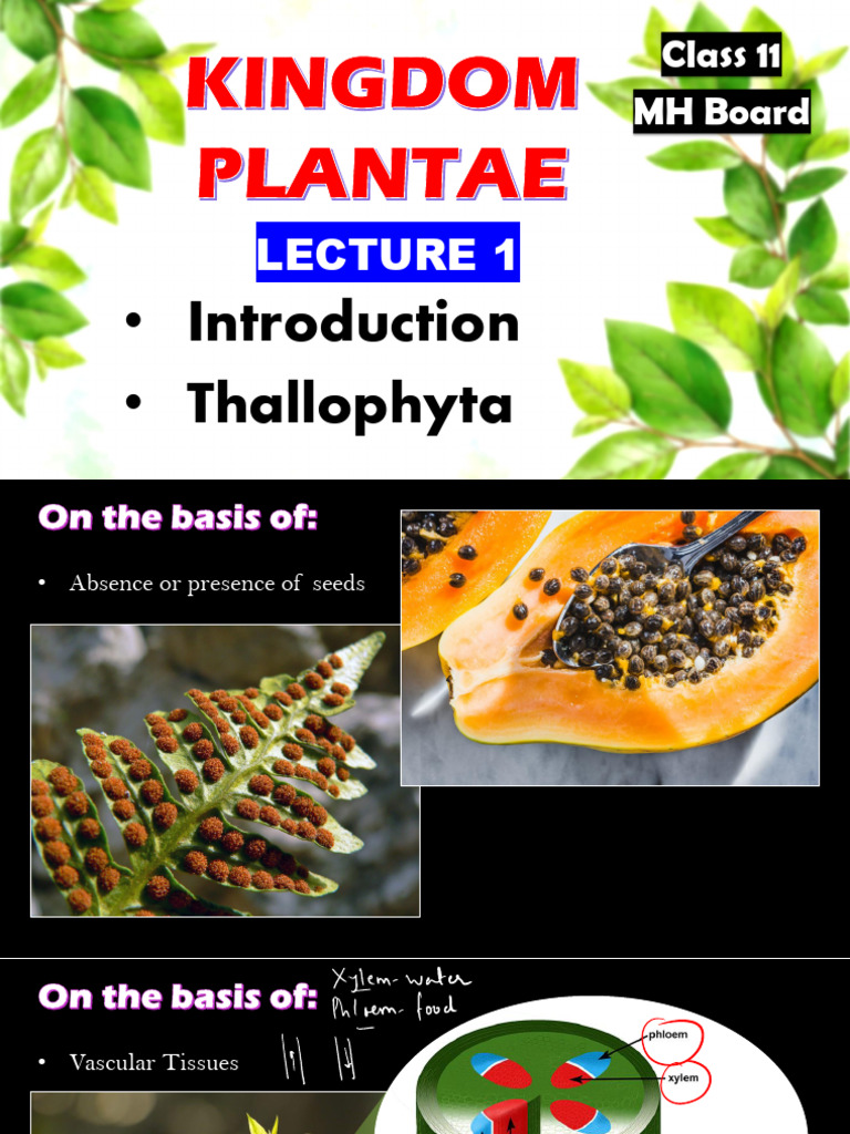 Kingdom Plantae Lecture 1 - Notes | PDF | Plants | Algae