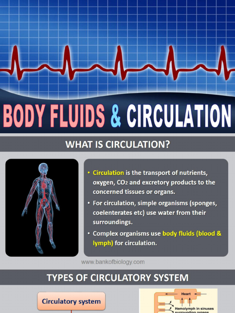 Ch. 18 Body Fluids N Circulation | PDF