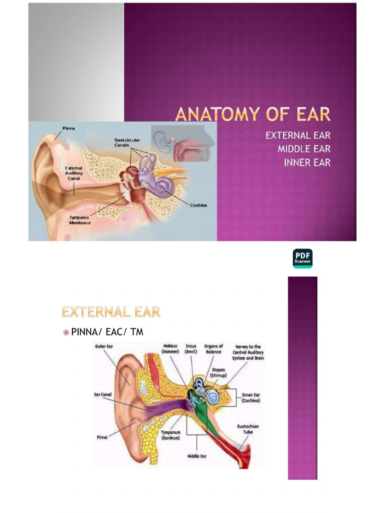 Anatomy of EAR | PDF