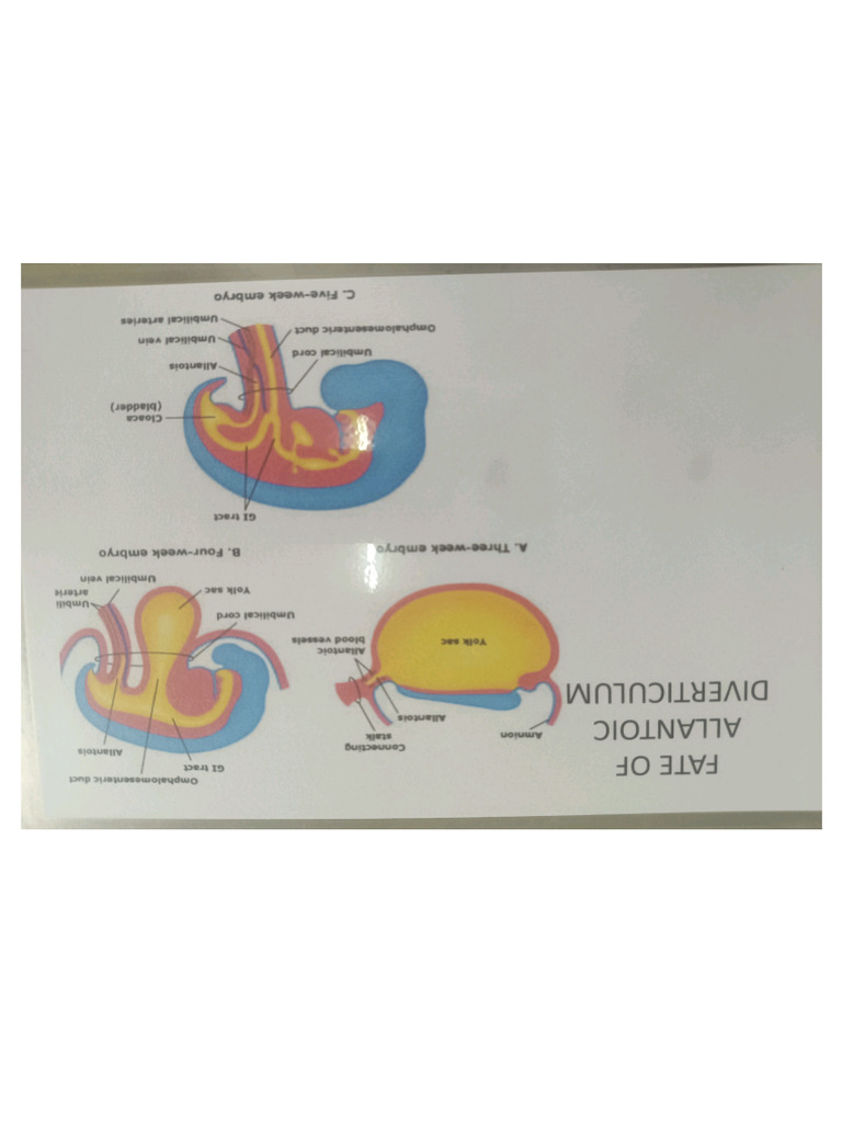 Embryology Charts of Abdomen, Pelvis and Lower ? | PDF