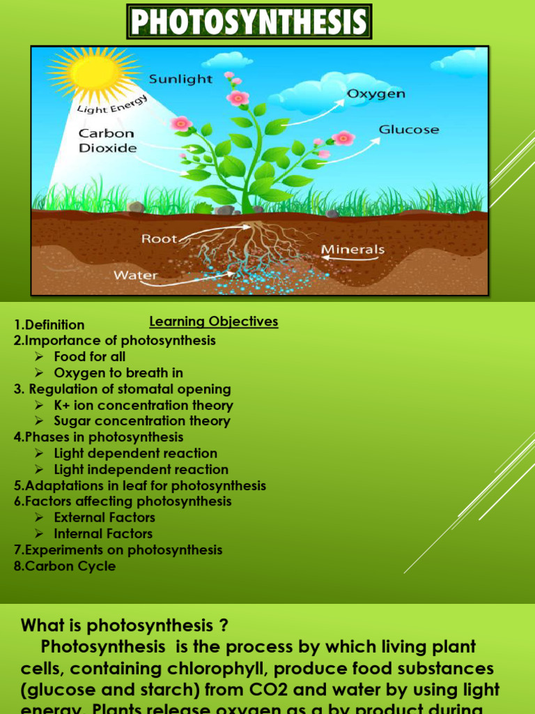 CH 6 Photosynthesis 1720011146 | PDF | Photosynthesis | Chloroplast