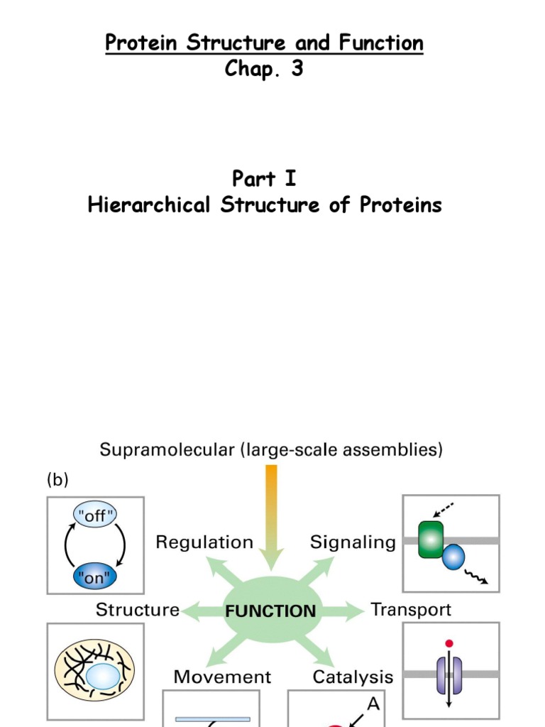 Protein Structure, Folding, and Function | PDF | Proteins | Kinase