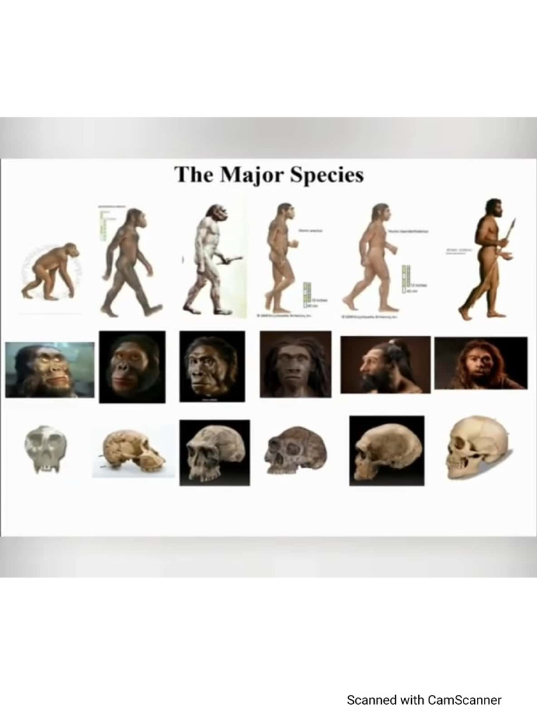 Human Evolution | PDF