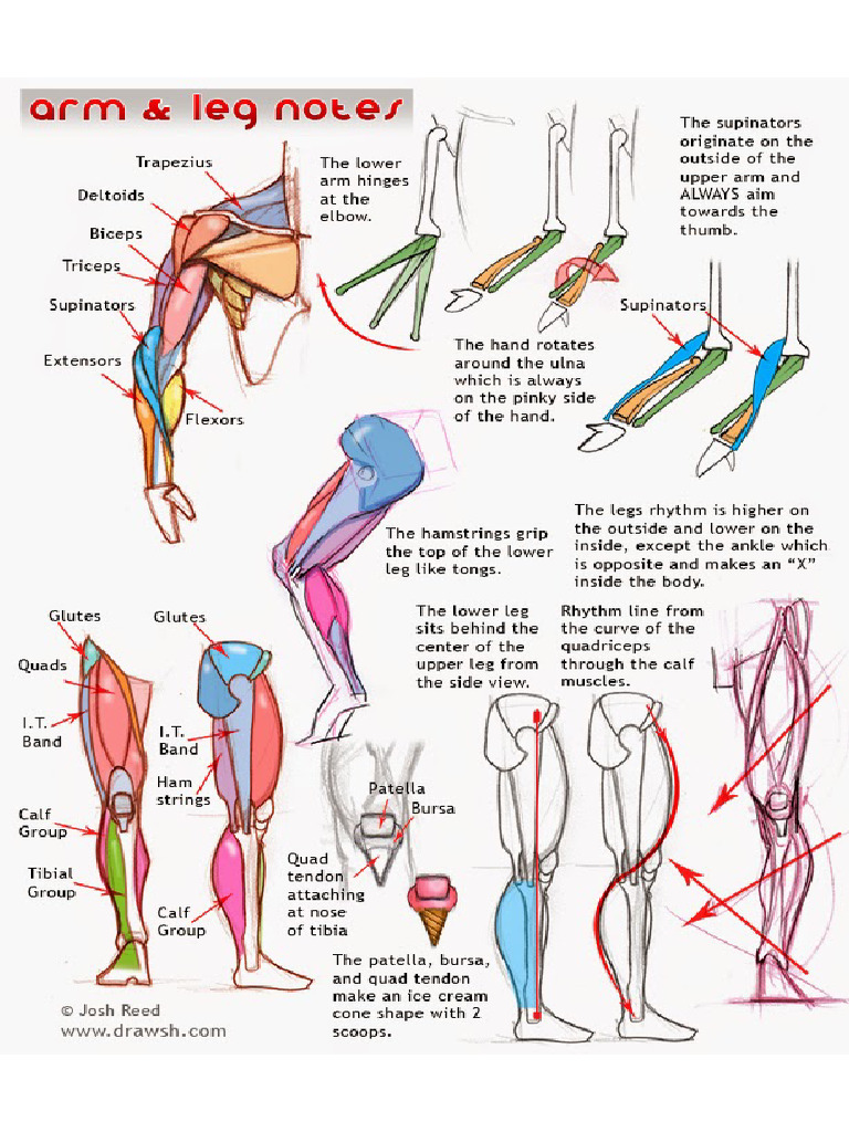 Arm & Leg Notes | PDF