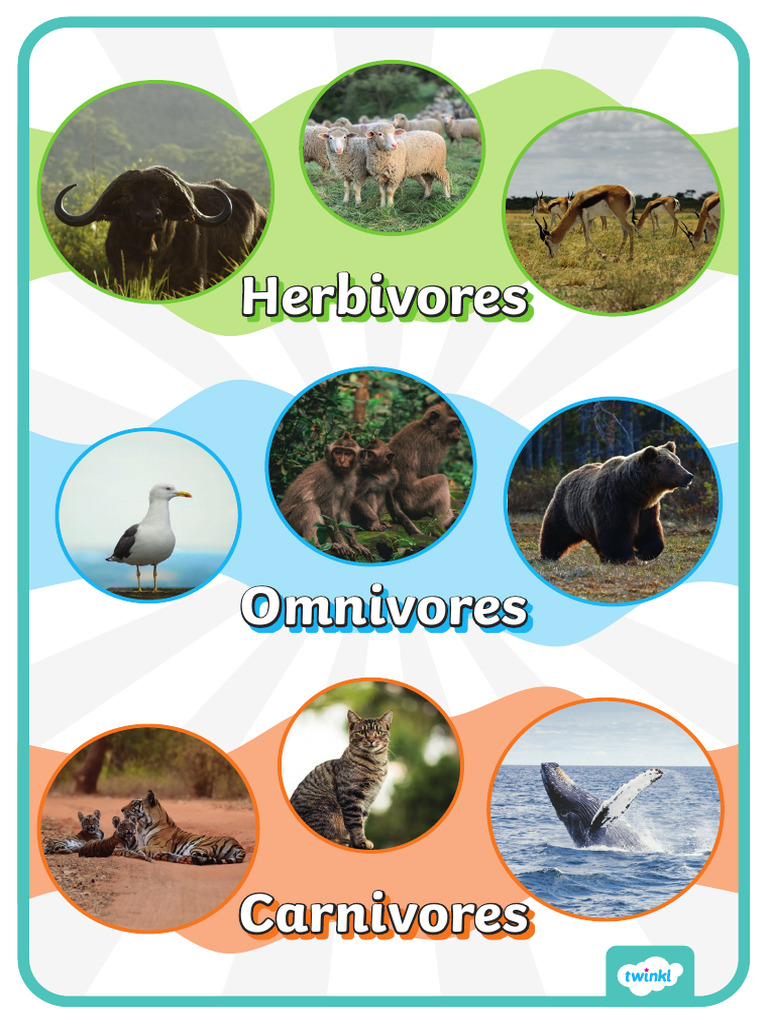T SC 1702551950 Herbivores Omnivores and Carnivores Photo Display ...