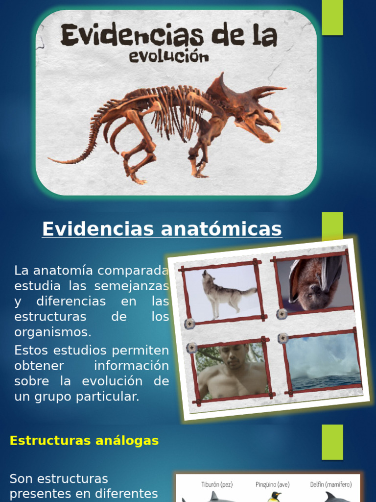Evidencias de Evolución | PDF