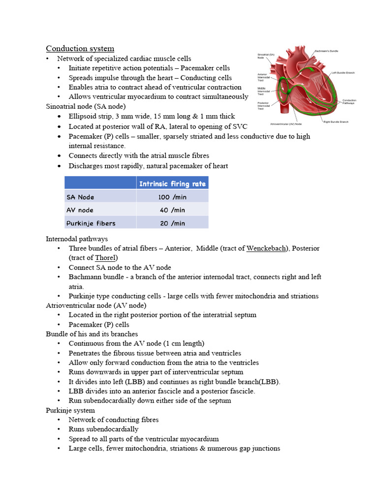 Conduction System and Spread of Cardiac Impulse | PDF | Ventricle ...