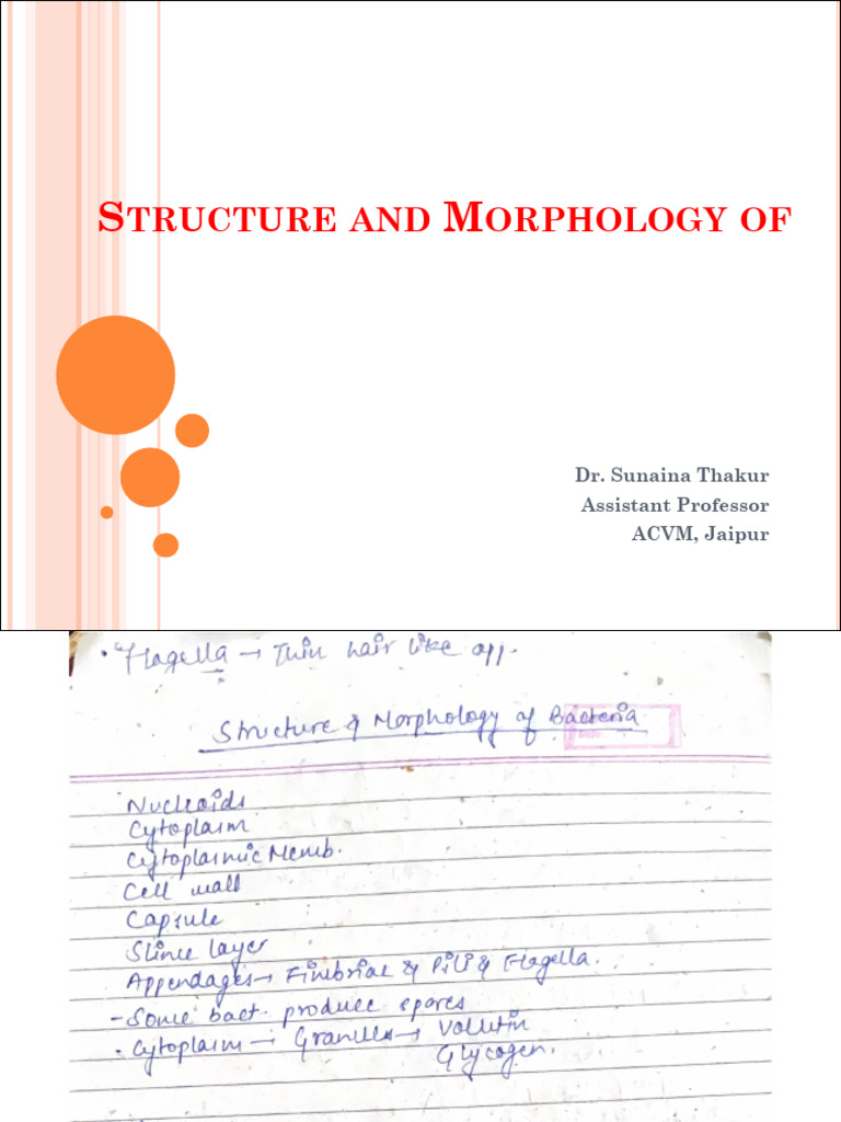 Structure and Morphology of Bacteria | PDF | Bacteria | Lipopolysaccharide