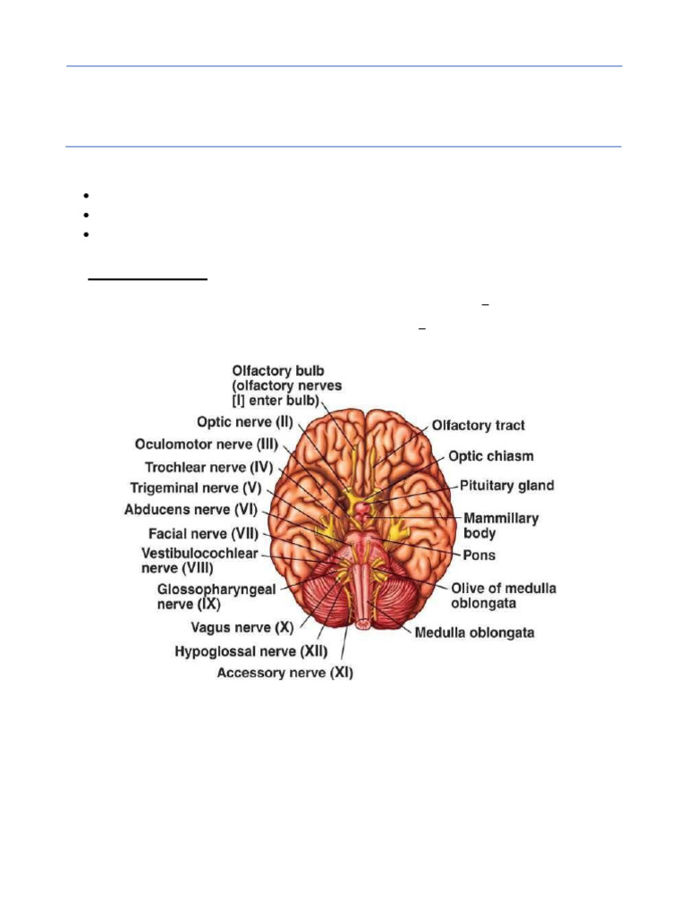 Patient Instructions for Eye Nerve Assessment | PDF | Neuroanatomy ...