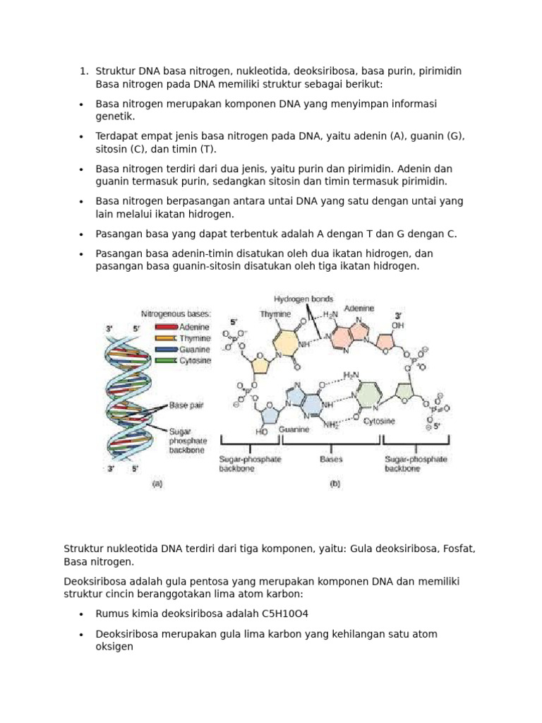 Struktur DNA Basa Nitrogen | PDF