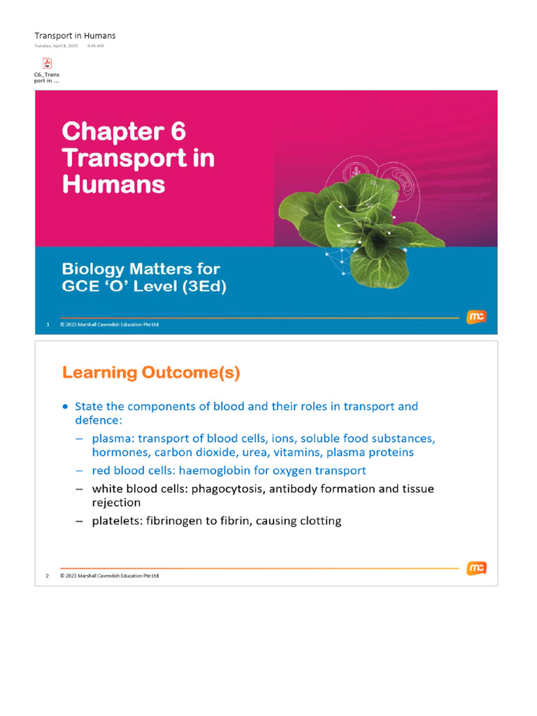 Human Transport Mechanisms Explained | PDF