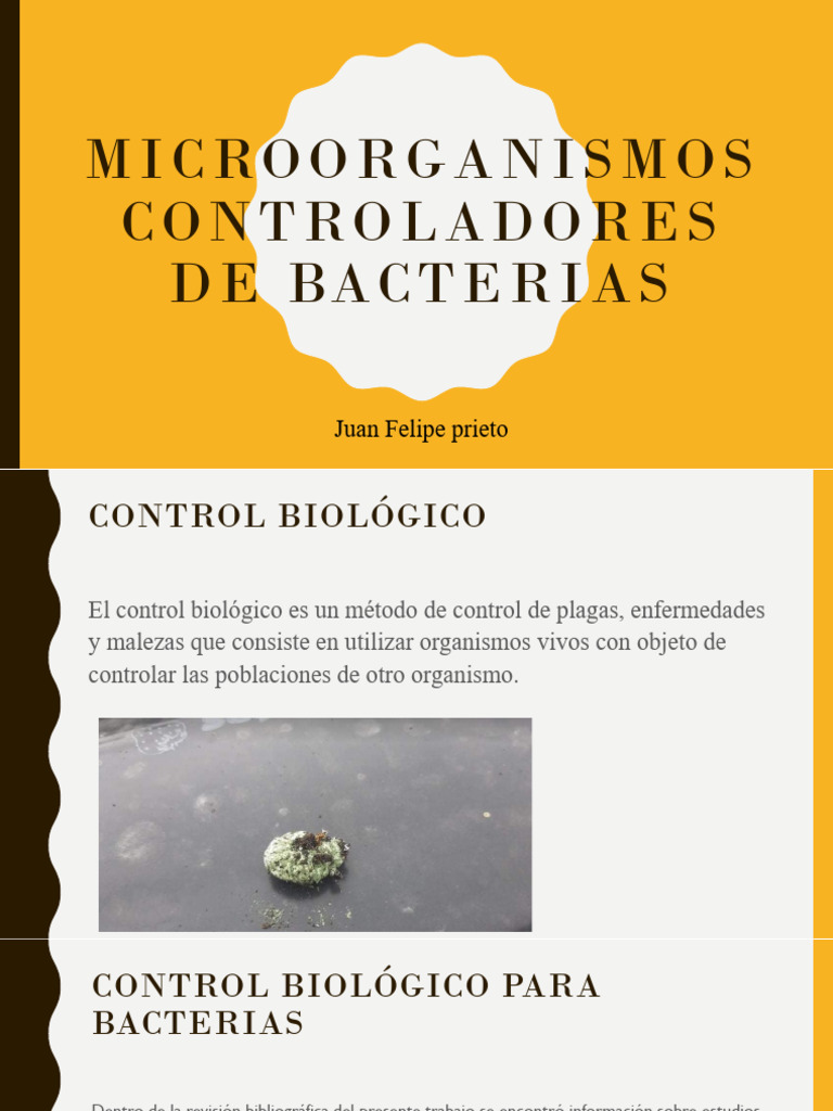 Microorganismos Controladores de Bacterias | PDF | Bacteriófago | Las ...