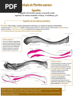 Surco Intertubercular del Húmero | PDF | Articulaciones | Anatomía humana