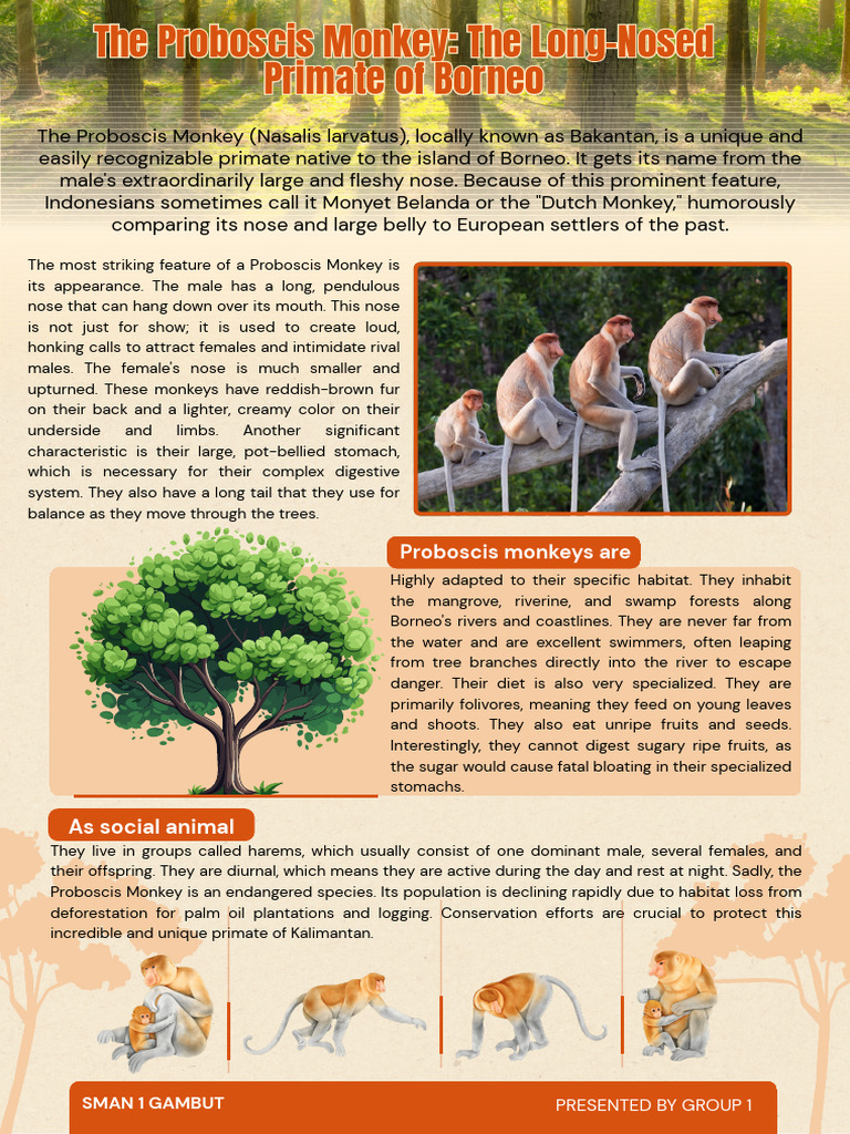 Infographic Poster - The Proboscis Monkey - by Group 1 | PDF | Zoology