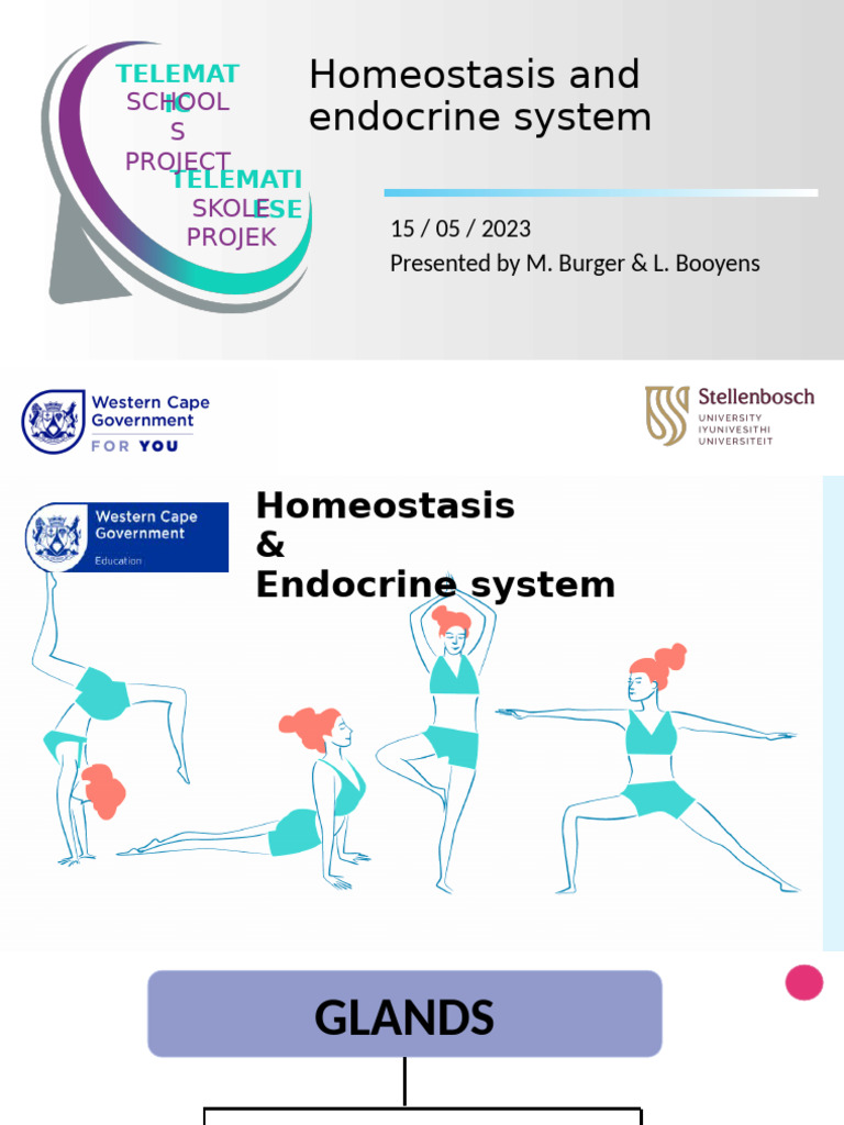 Homeostasis & Endocrine System Overview | PDF | Endocrine System ...
