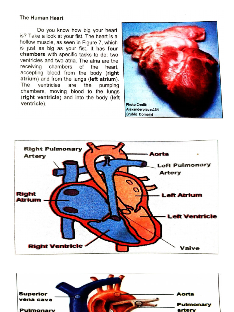 Heart | PDF