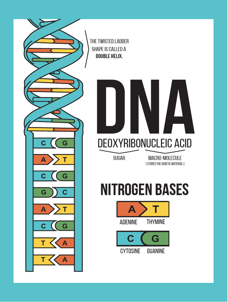 DNA Structure Worksheet | PDF