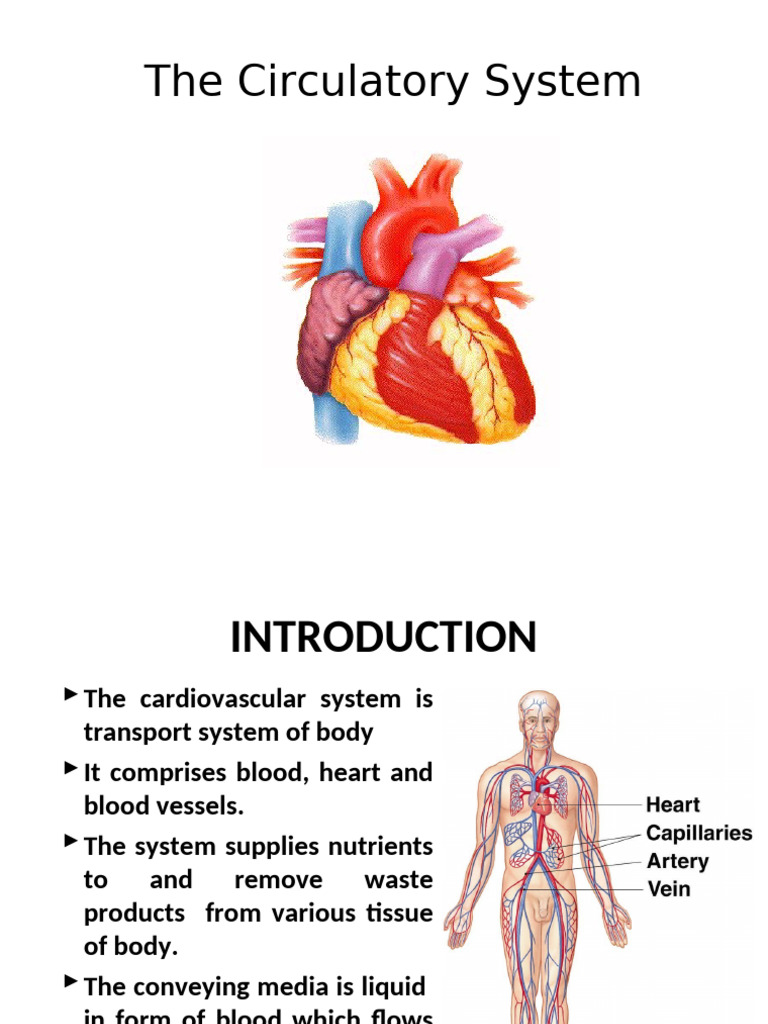 Overview of the Circulatory System | PDF | Blood Vessel | Circulatory ...