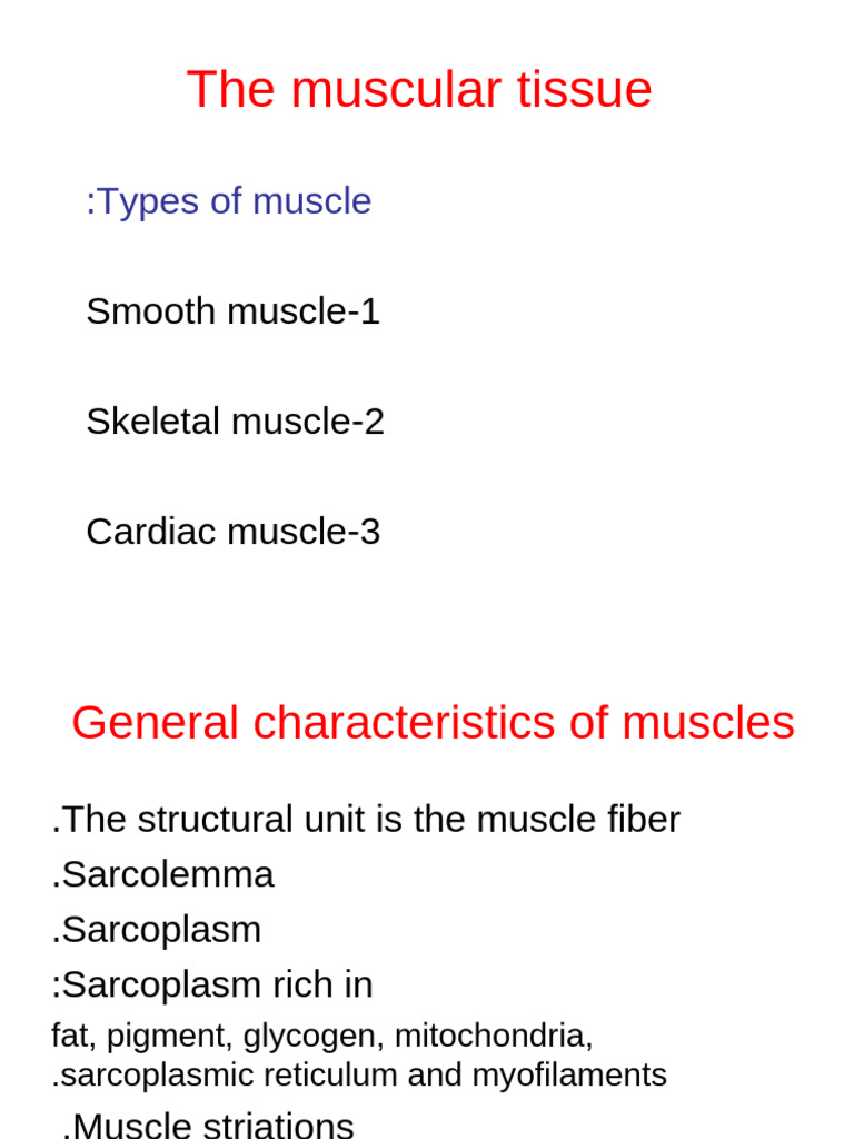 The Muscular Tissue | PDF