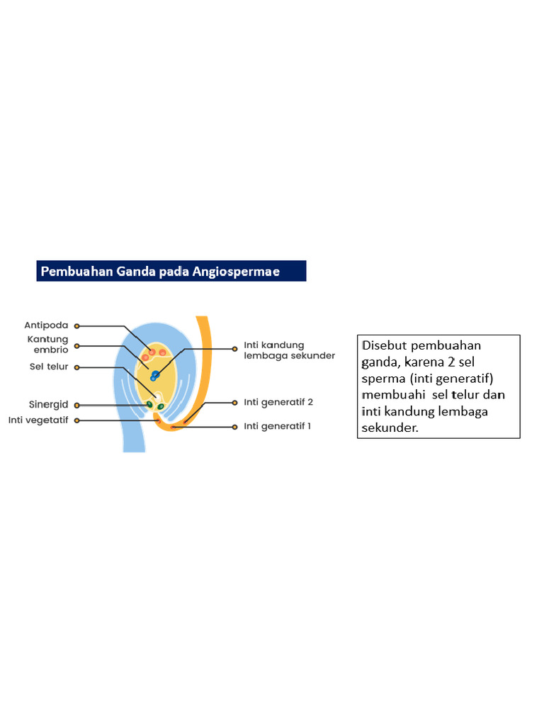 Pembuahan Ganda Angiospermae | PDF