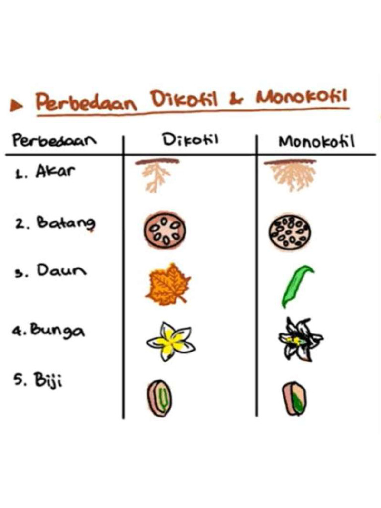 Perbedaan Dikotil Monokotil | PDF