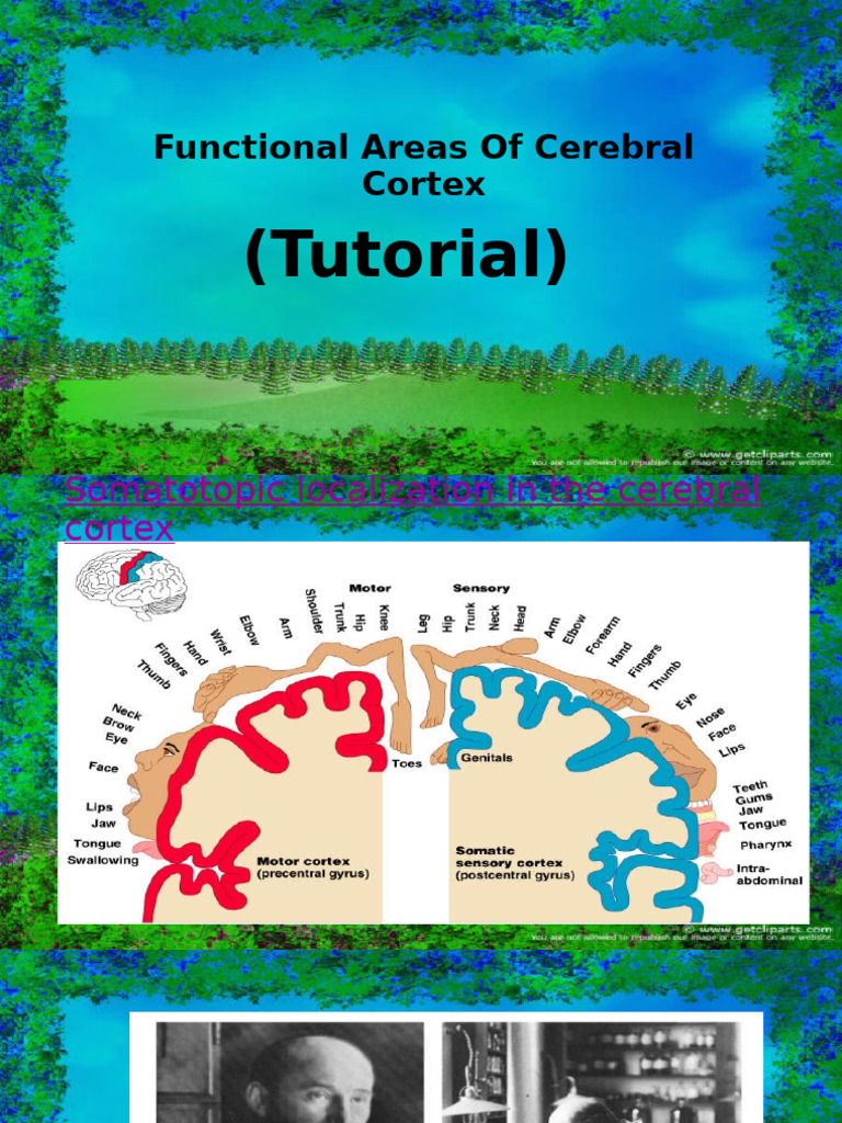 Cerebral Cortex Functional Areas Guide | PDF | Speech | Cerebellum
