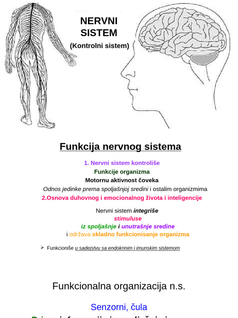6 Nervni Sistem Vms | PDF