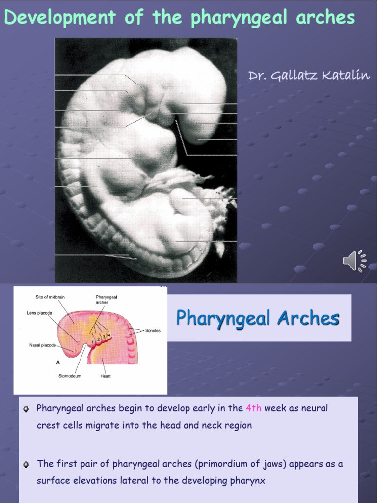 15 ED Macro GK Development of The Pharyngeal Arches and Foregut | PDF ...