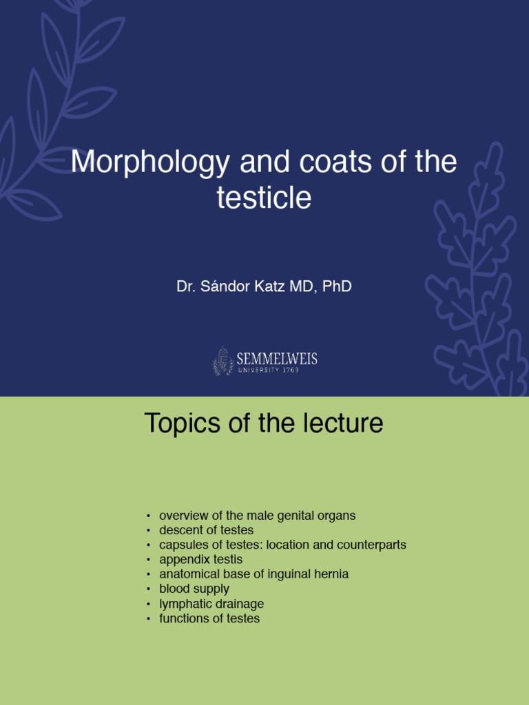 26 - Morphology and Coats of The Testicle - DrKatz | PDF | Testicle ...