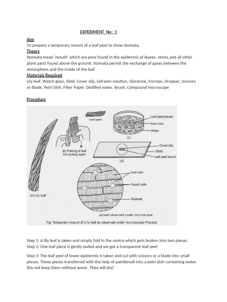 To Prepare A Temporary Mount of A Leaf Peel To Show Stomata | PDF